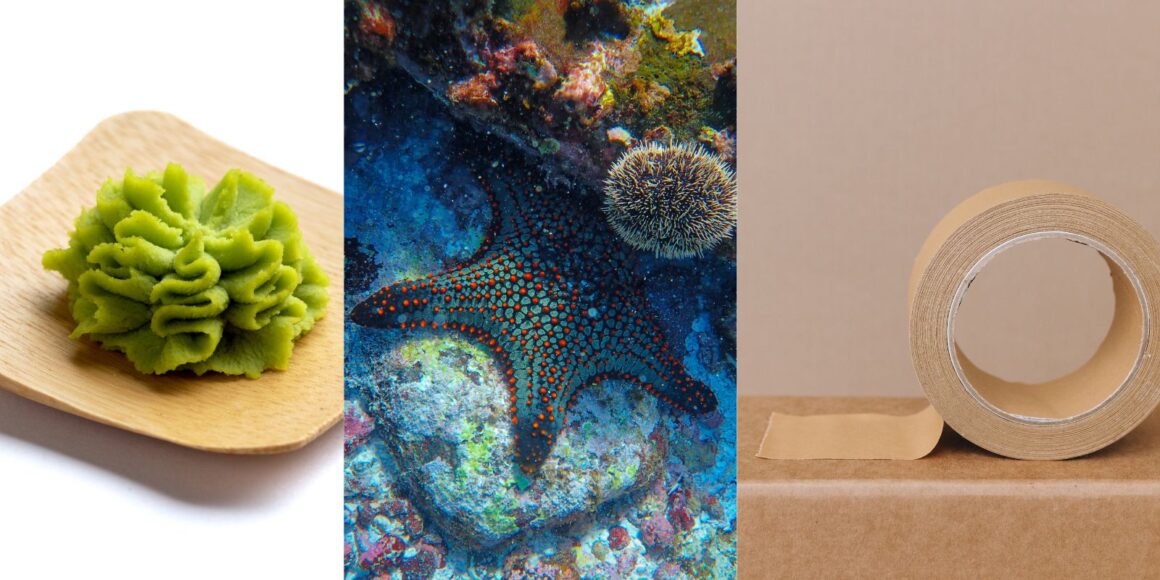 Weird Perfume Notes - Wasabi, Starfish, Brown Scotch Tape